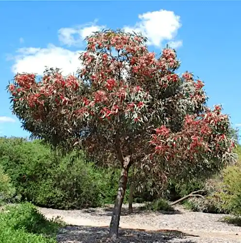 dwarf eucalyptus bush