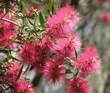 callistemon salignus