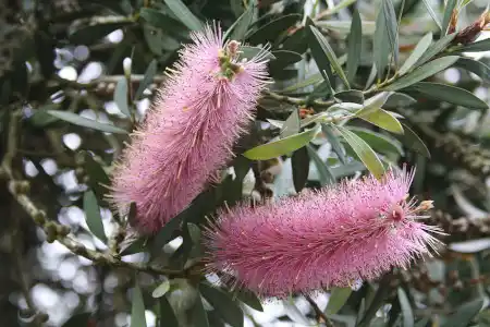 callistemon salignus