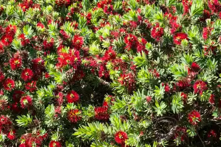 callistemon viminalis wildfire