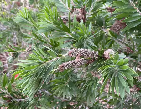 callistemon viminalis common name