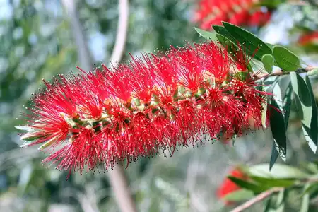 callistemon viminalis prolific
