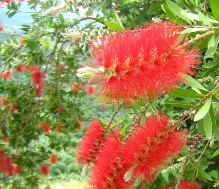 callistemon viminalis prolific