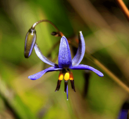 Dianella Revoluta: The Adaptable Flax Lily That Shapes Modern Native ...
